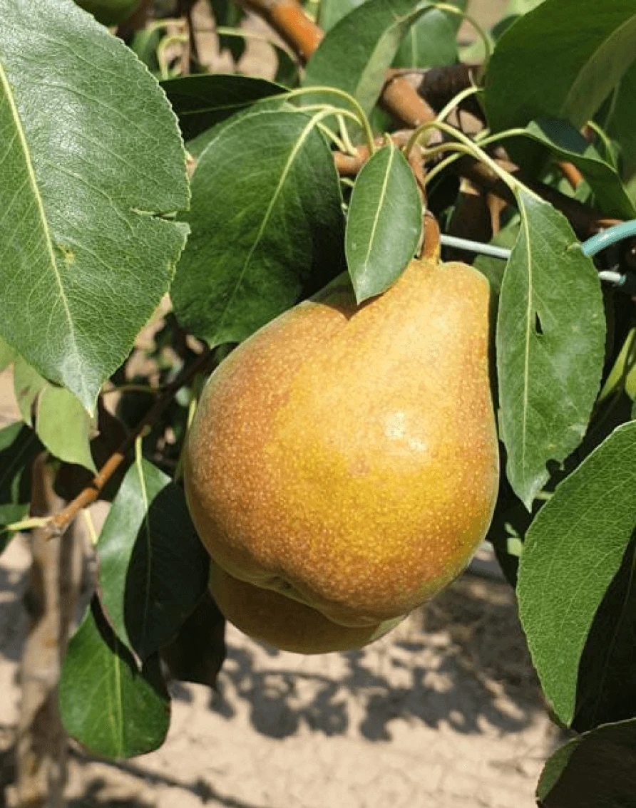 Harvesting Excellence: FUNFRUIT’s Process | Fun Fruit