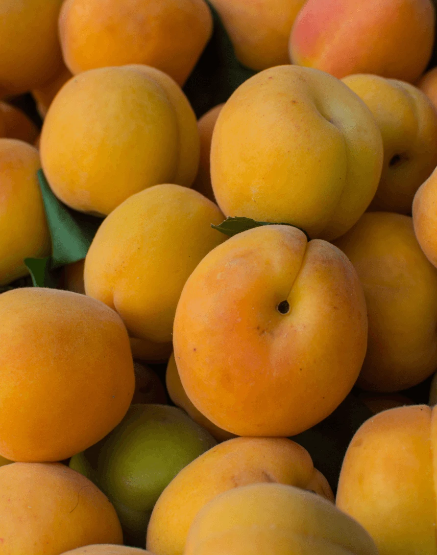 Harvesting Excellence: FUNFRUIT’s Process | Fun Fruit