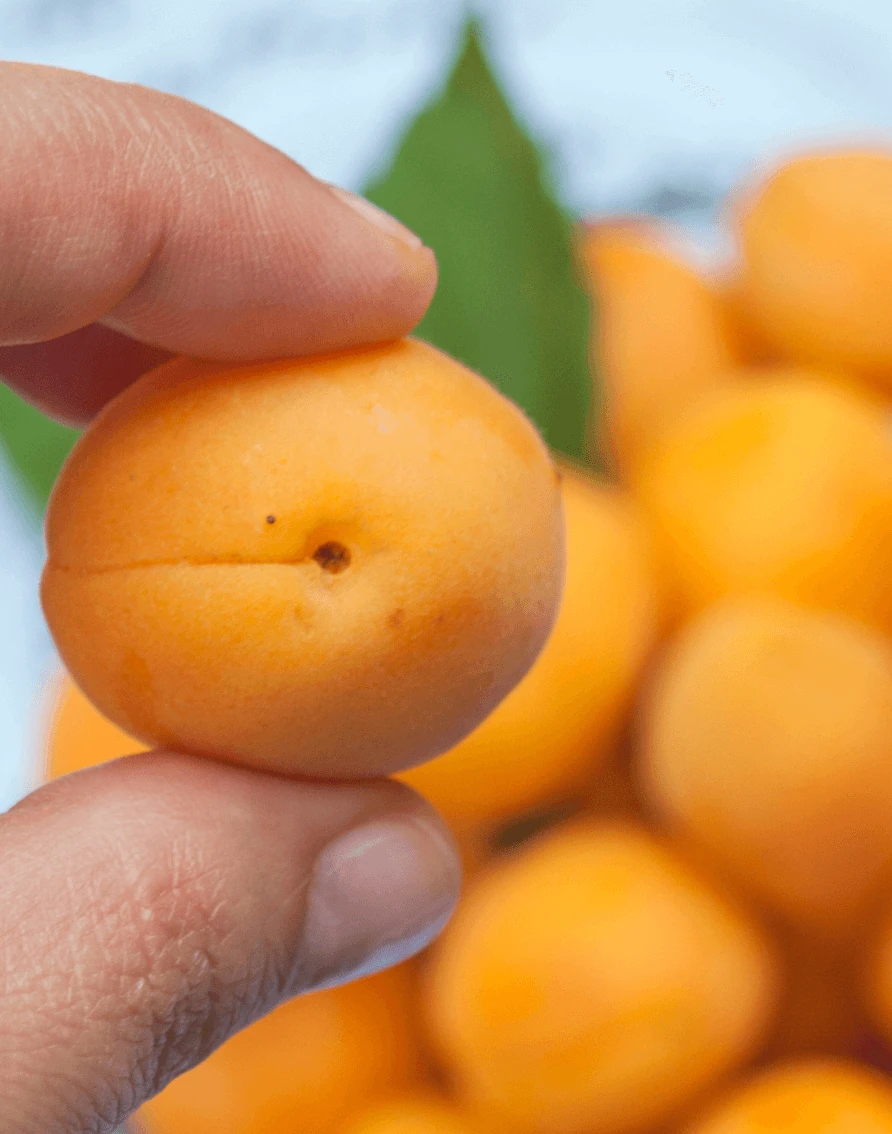 Harvesting Excellence: FUNFRUIT’s Process | Fun Fruit